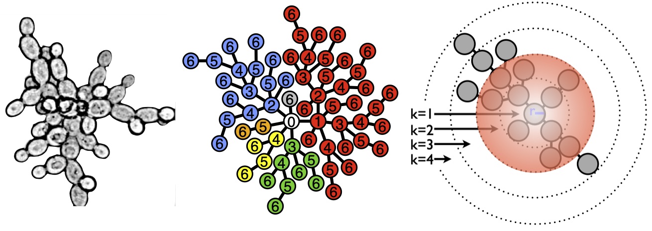 The origins of multicellularity | Eric Libby academic page